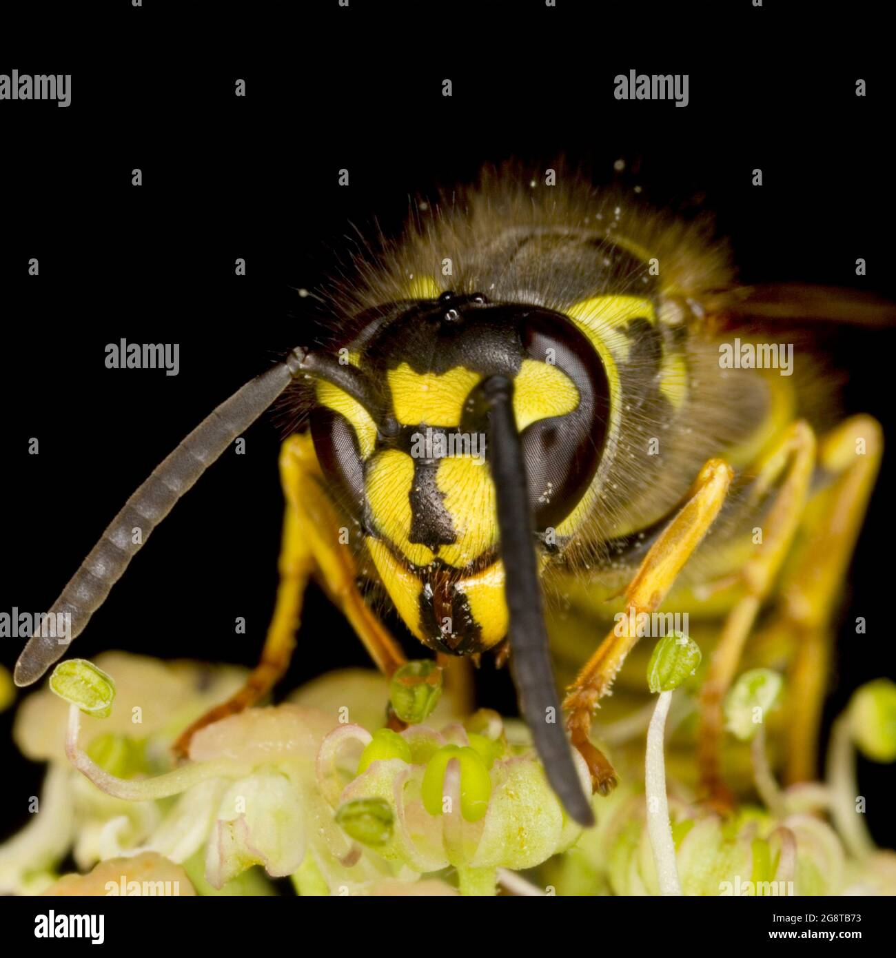 common wasp (Vespula vulgaris, Paravespula vulgaris), on ivy flowers ...