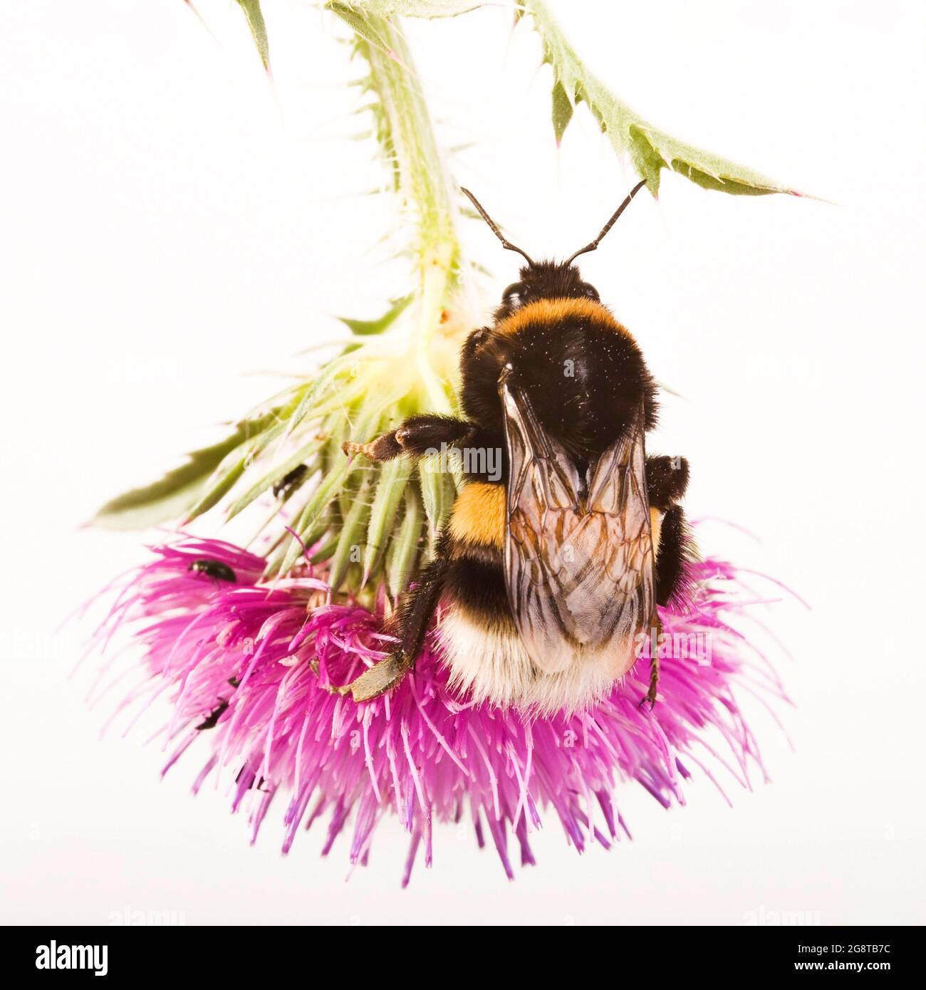 buff-tailed bumble bee (Bombus terrestris), on a thistle flower, cut ...