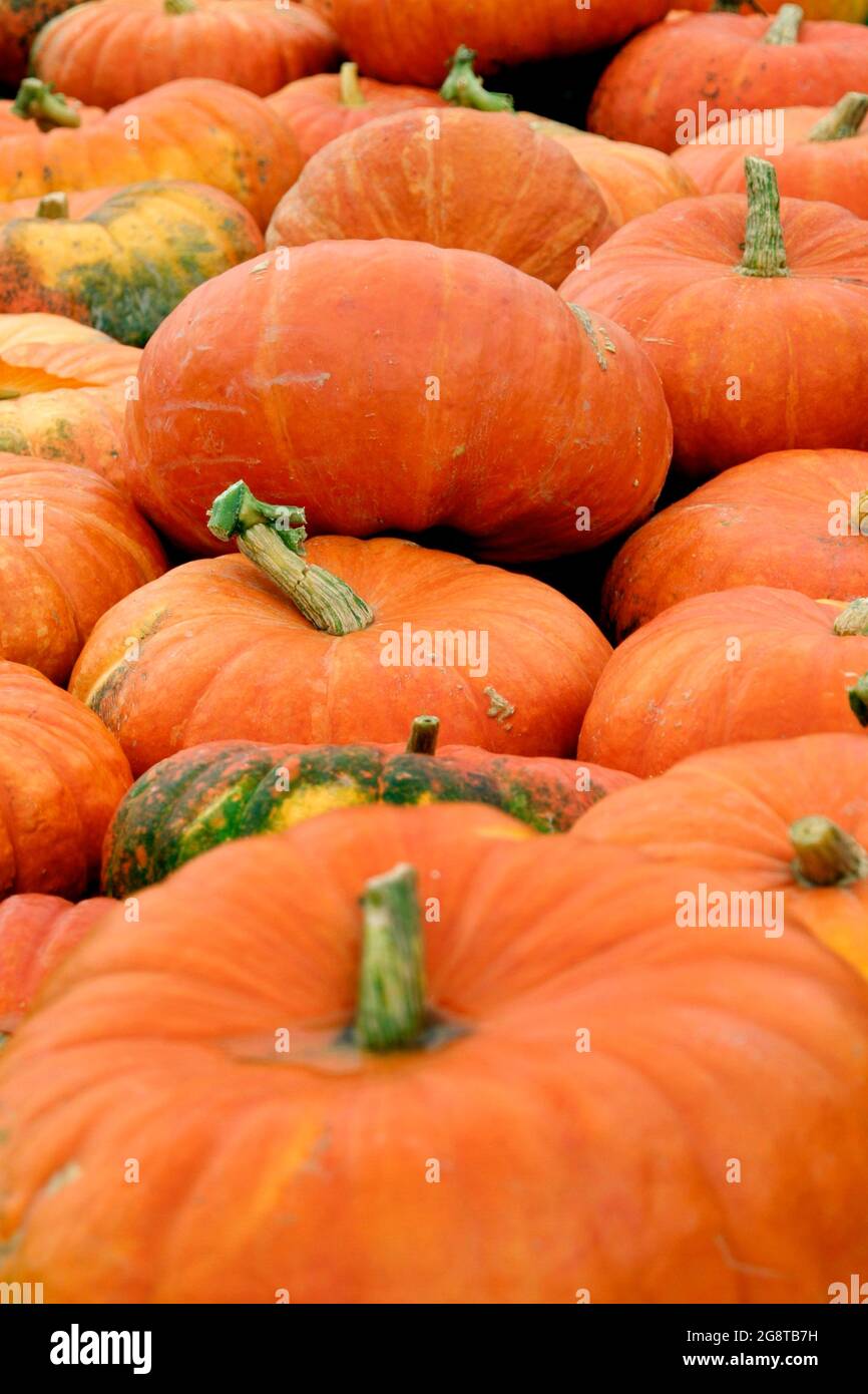 Vertical pumpkins hi-res stock photography and images - Alamy