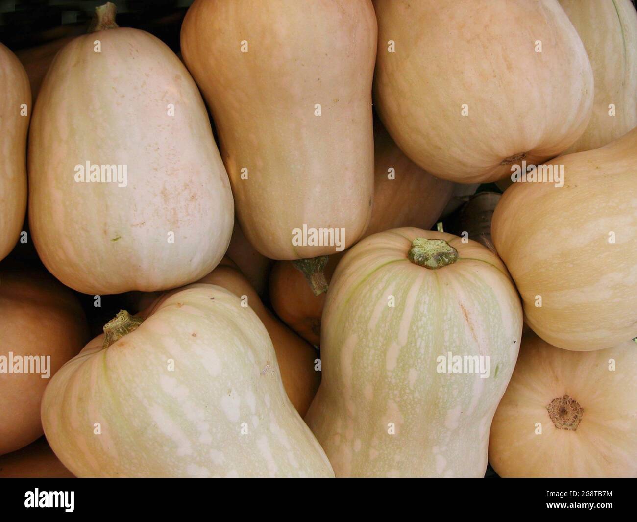 marrow, field pumpkin (Cucurbita pepo), butternut pumpkins Stock Photo ...