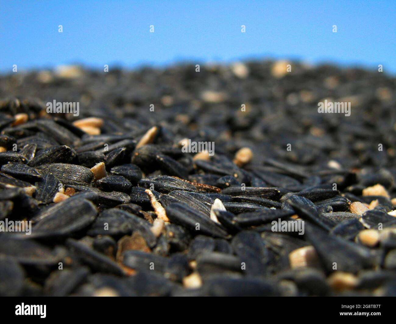 common sunflower (Helianthus annuus), sunflower seeds Stock Photo - Alamy