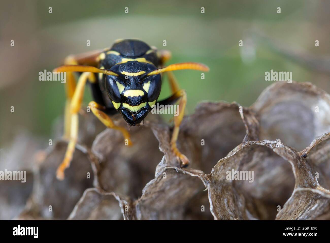 Paper wasp (Polistes nimpha, Polistes opinabilis), on its nest, Germany ...