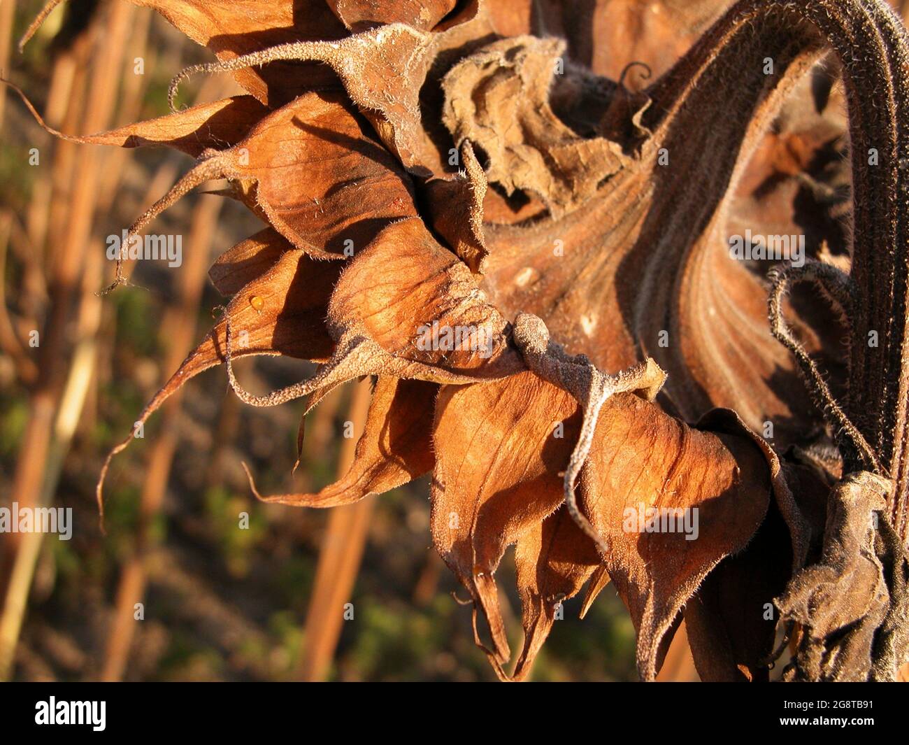 common sunflower (Helianthus annuus), sunflower before harvest, dried ...