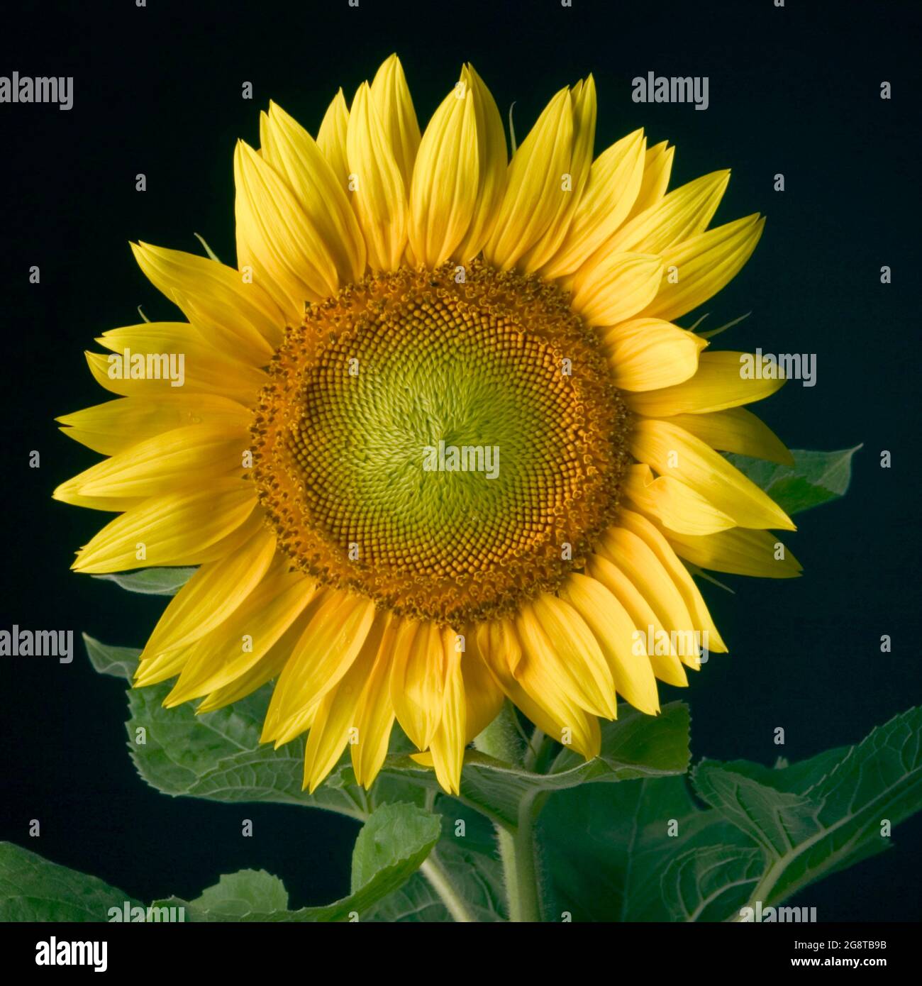 Front view blooming sunflower hi-res stock photography and images - Alamy