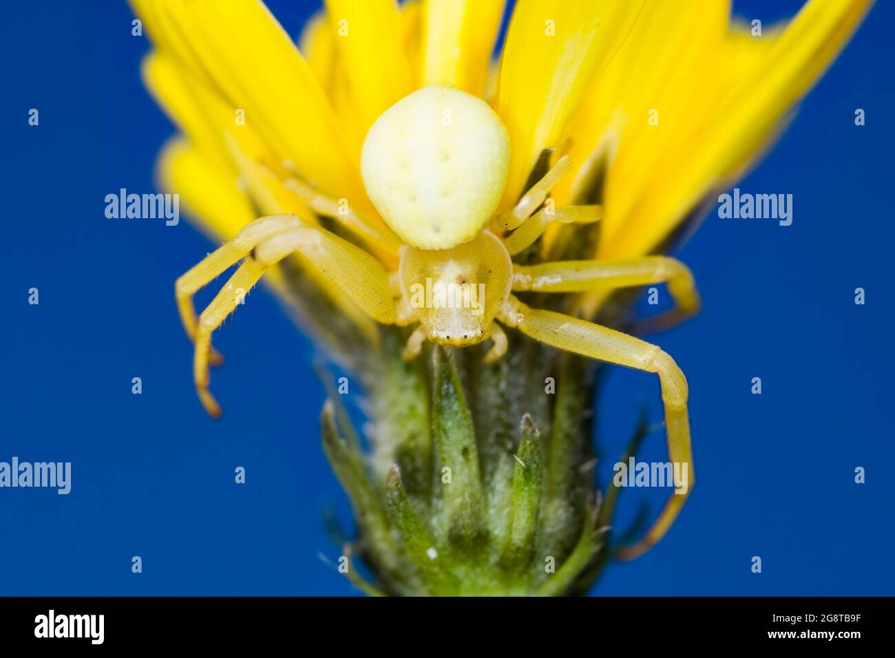 Goldenrod crab spider misumena vatia sits on a flower hi-res stock ...