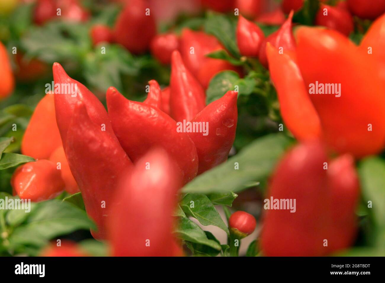 Chili (Capsicum spec. ), Red peperoni at the plant Stock Photo - Alamy
