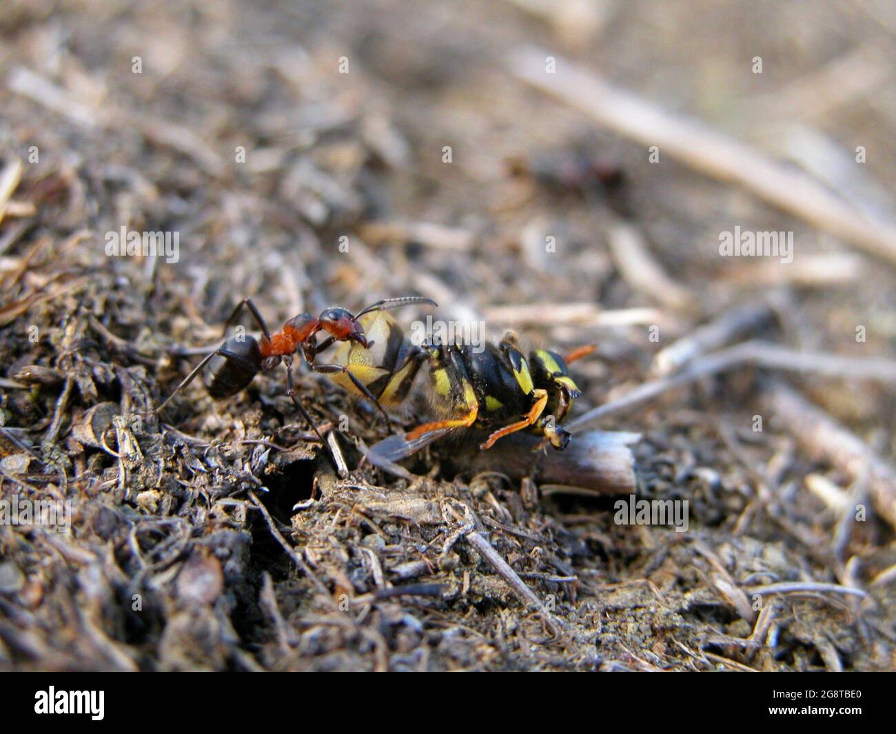 Ants eating dead hi-res stock photography and images - Alamy