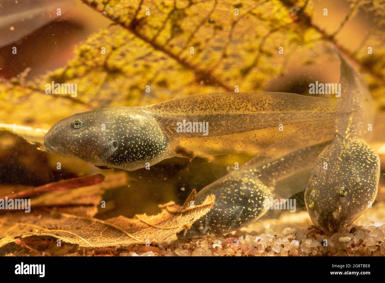 Tadpoles