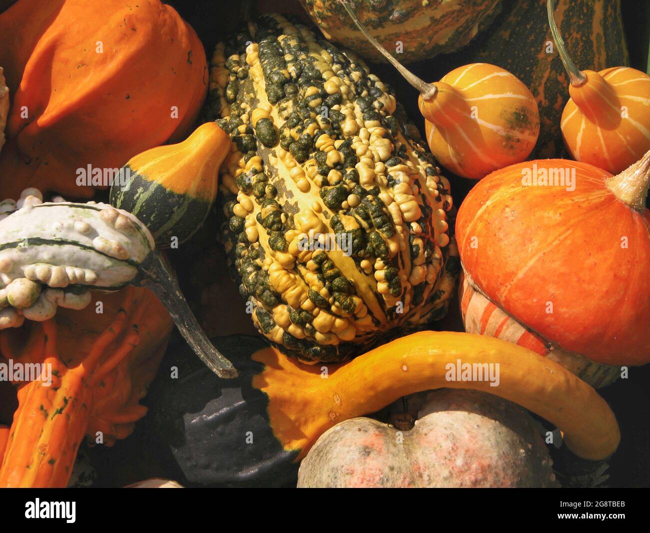 ornamental pumpkin (Cucurbita pepo convar. microcarpina), different ...