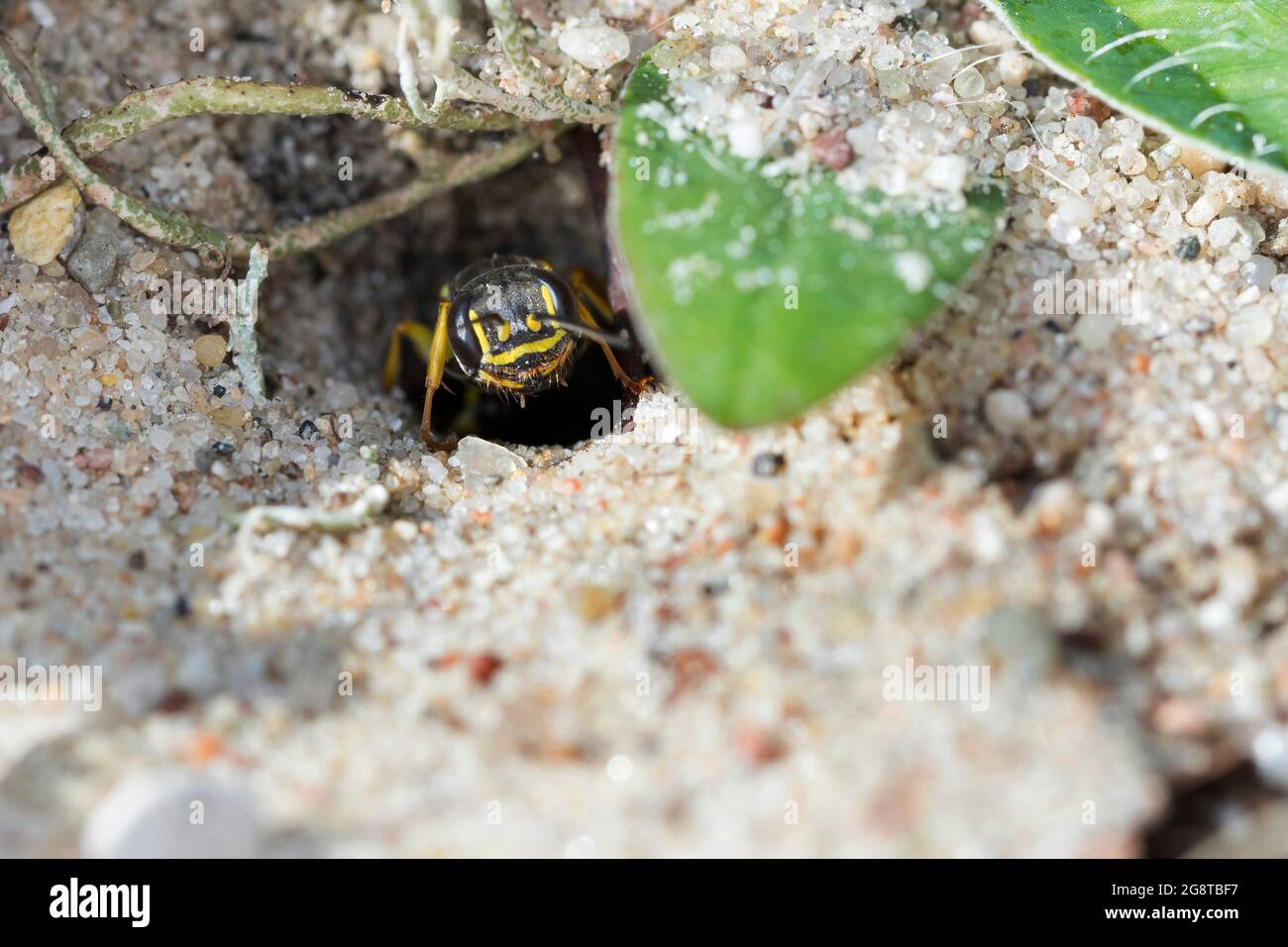 field digger wasp (Mellinus arvensis), in its nesting tube Stock Photo ...