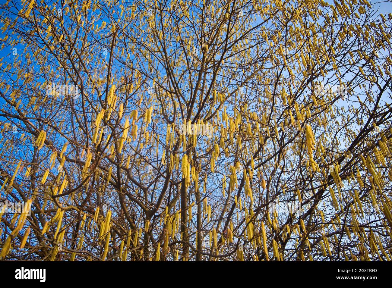 Common hazel (Corylus avellana), blooming hazelnut bush, hazel flowers ...