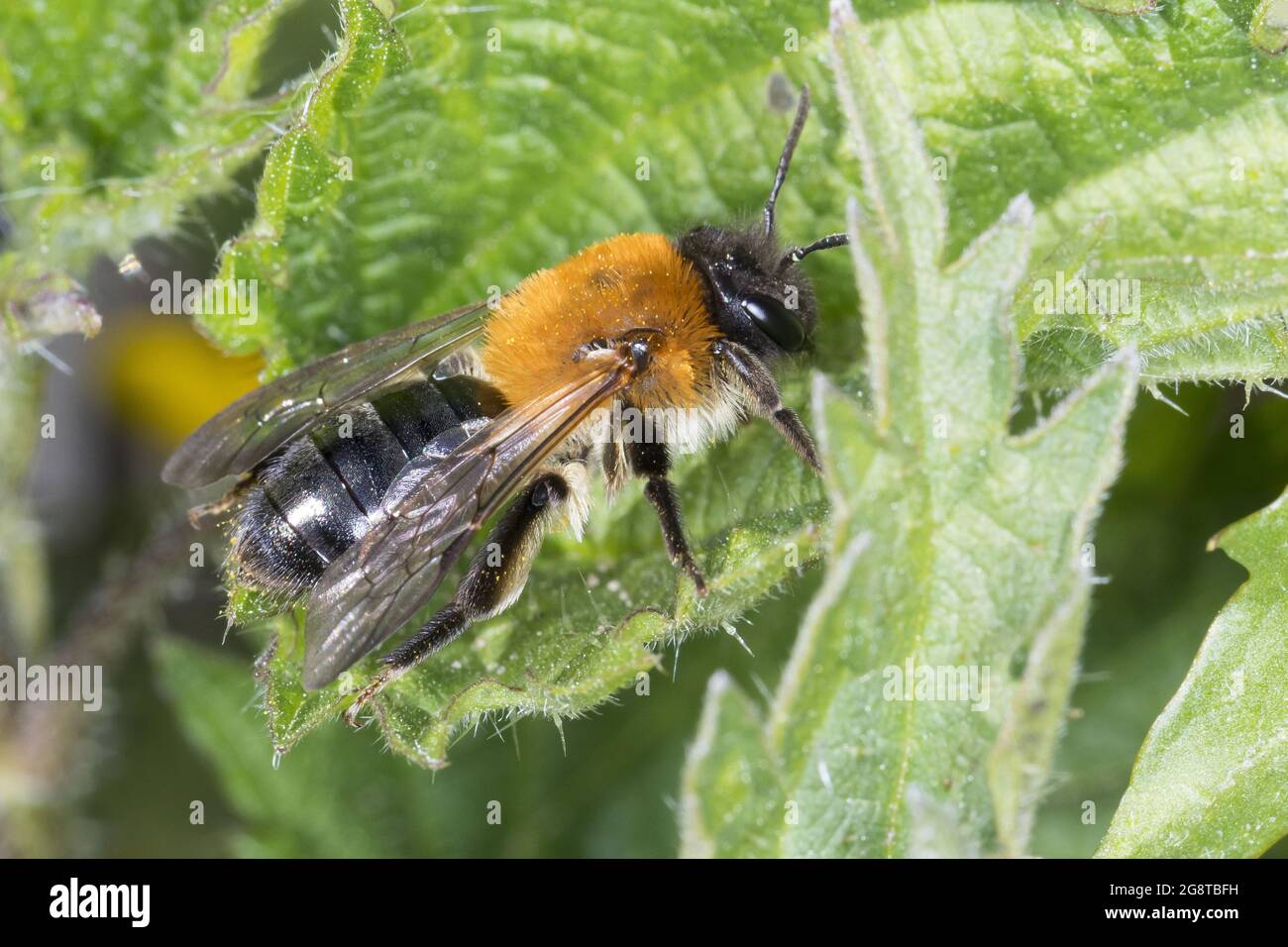 Female grey hi-res stock photography and images - Alamy