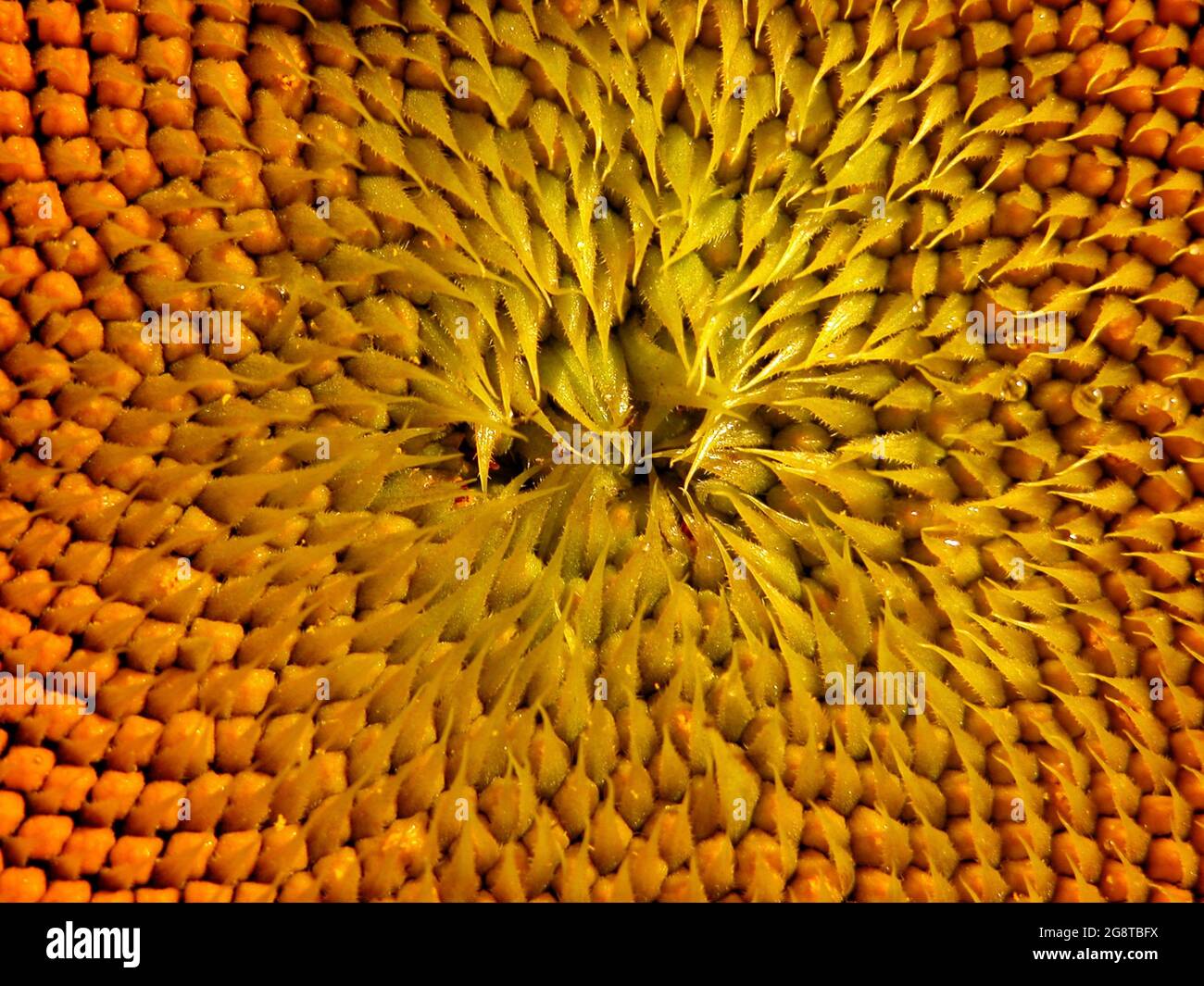 common sunflower (Helianthus annuus), inflorescence in bud Stock Photo ...