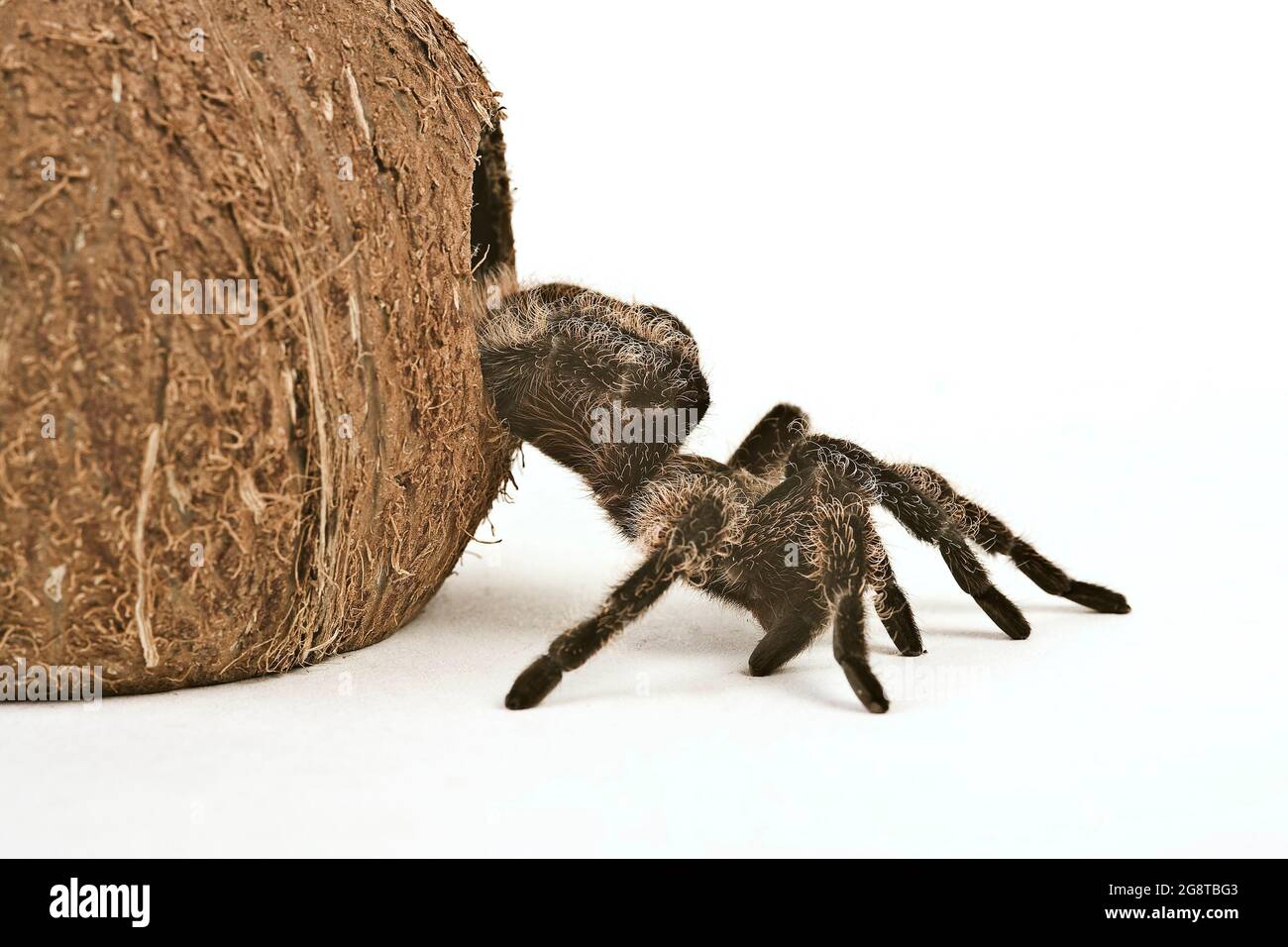 bird spider climbs out of a coconut cave, cut-out Stock Photo - Alamy