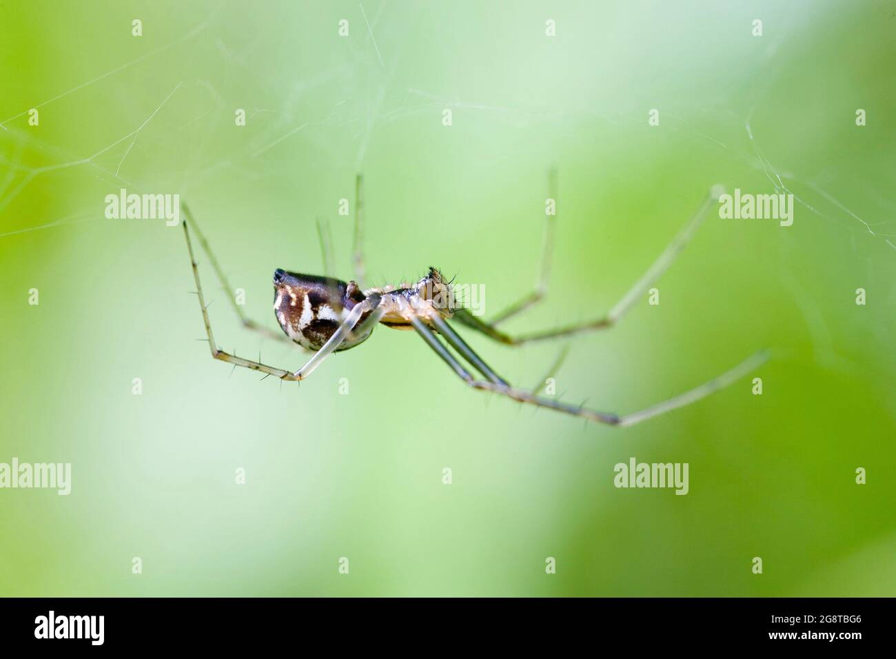 Sheet-web weaver, Line-weaving spider, Line weaver (Linyphia ...