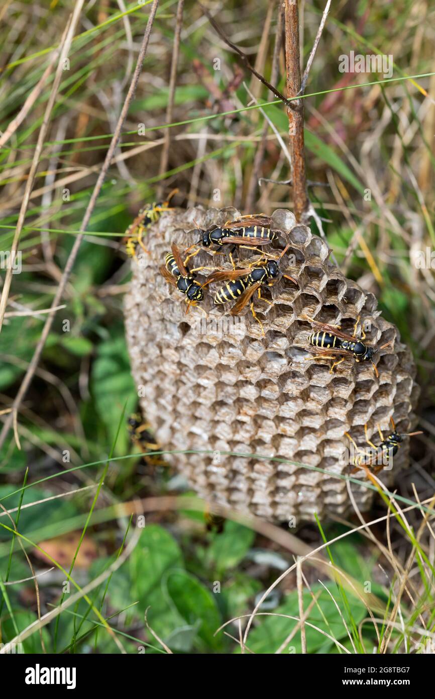 Paper wasp (Polistes nimpha, Polistes opinabilis), some paper wasps at ...