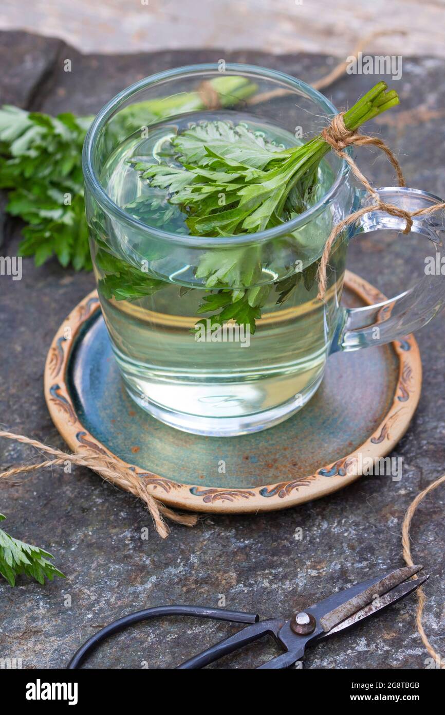 common mugwort, common wormwood (Artemisia vulgaris), selfmade tea of ...