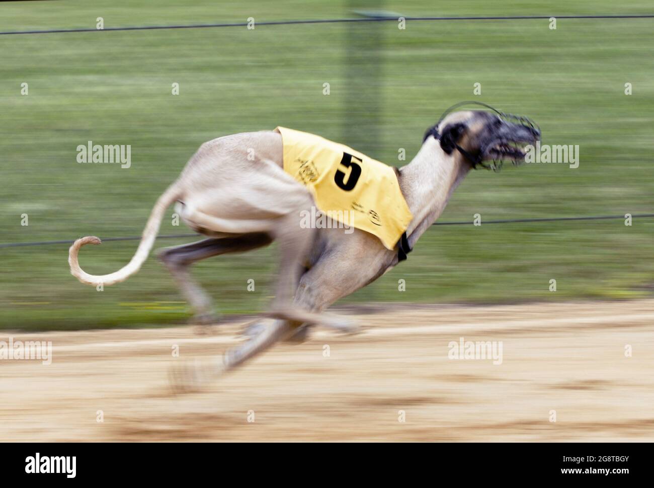Greyhound (Canis lupus f. familiaris), at the greyhound race , Germany ...