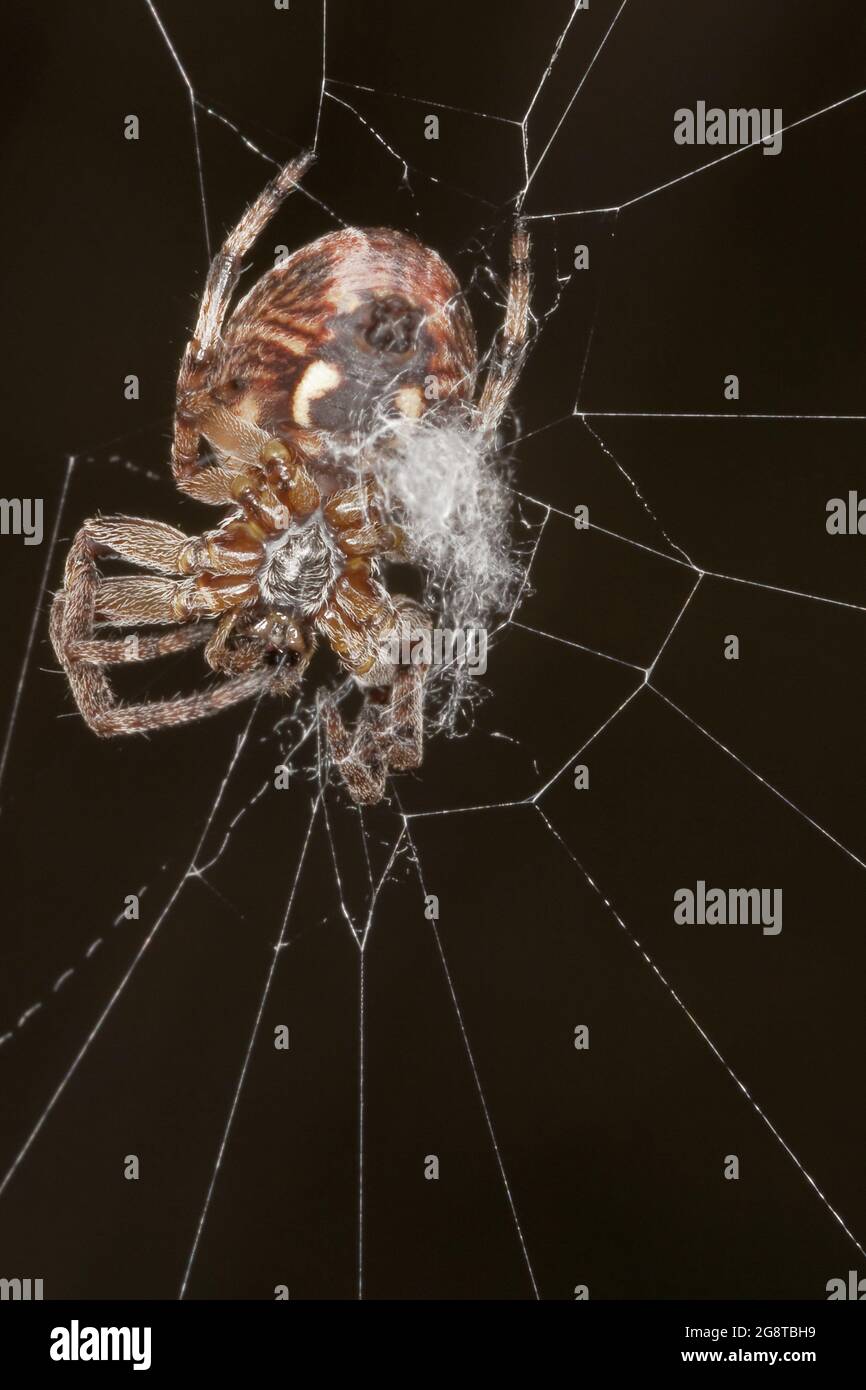 Furrow spider, Furrow Orbweaver Spider (Larinioides cornutus, Araneus ...
