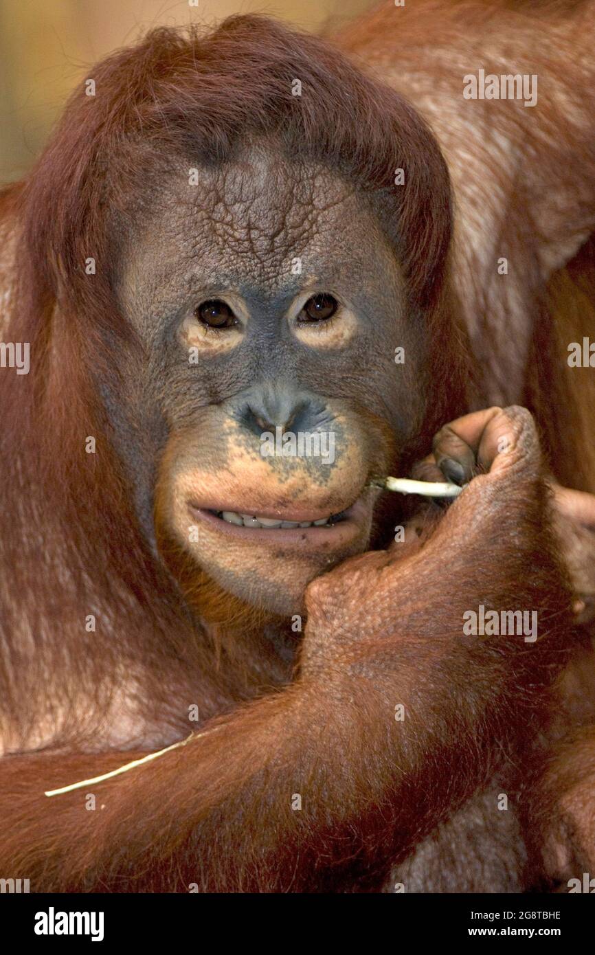 orang-utan, orangutan, orang-outang (Pongo pygmaeus), portrait, front ...