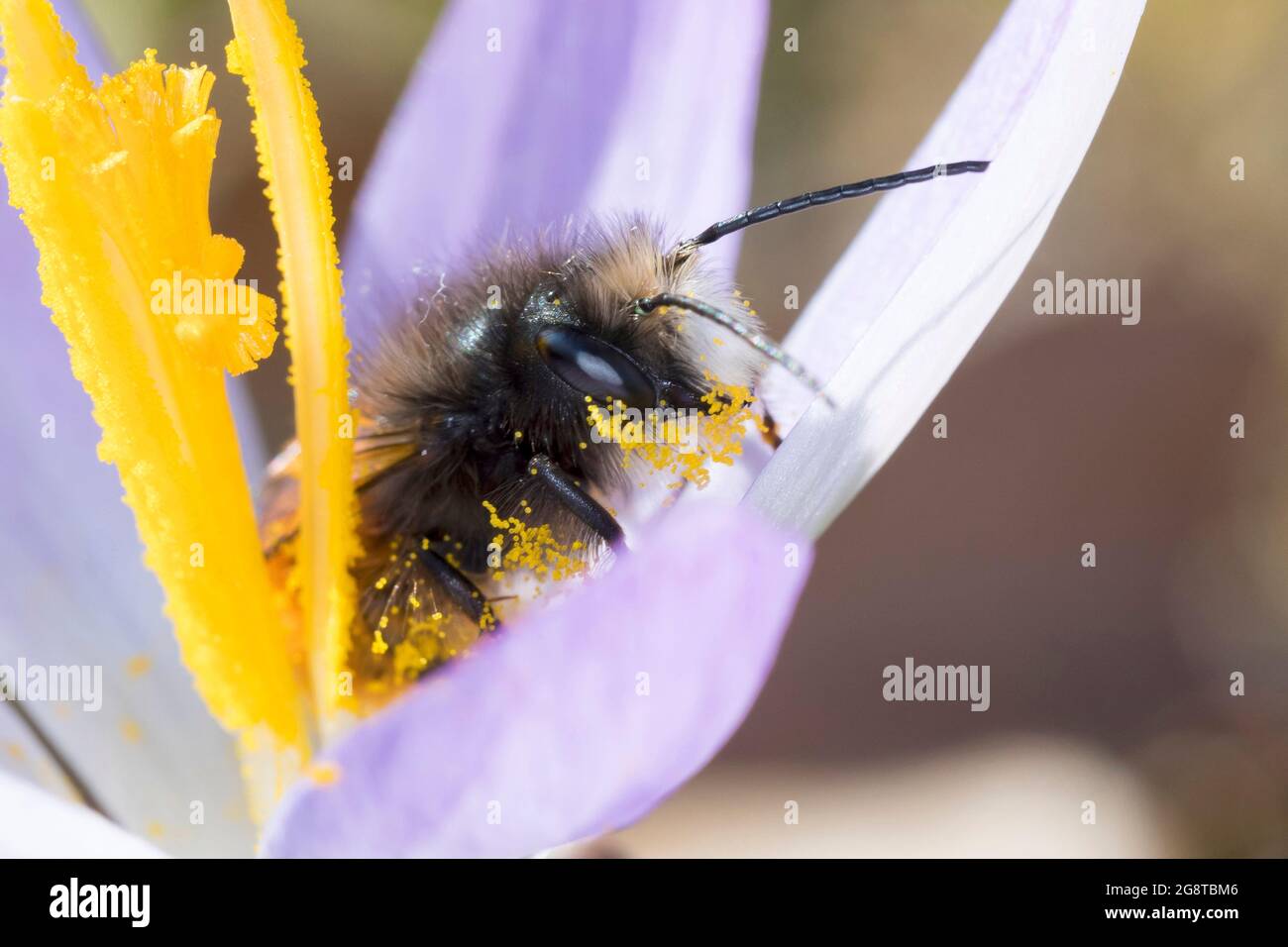 European Orchard Bee, hornfaced bee (Osmia cornuta), male visiting a ...