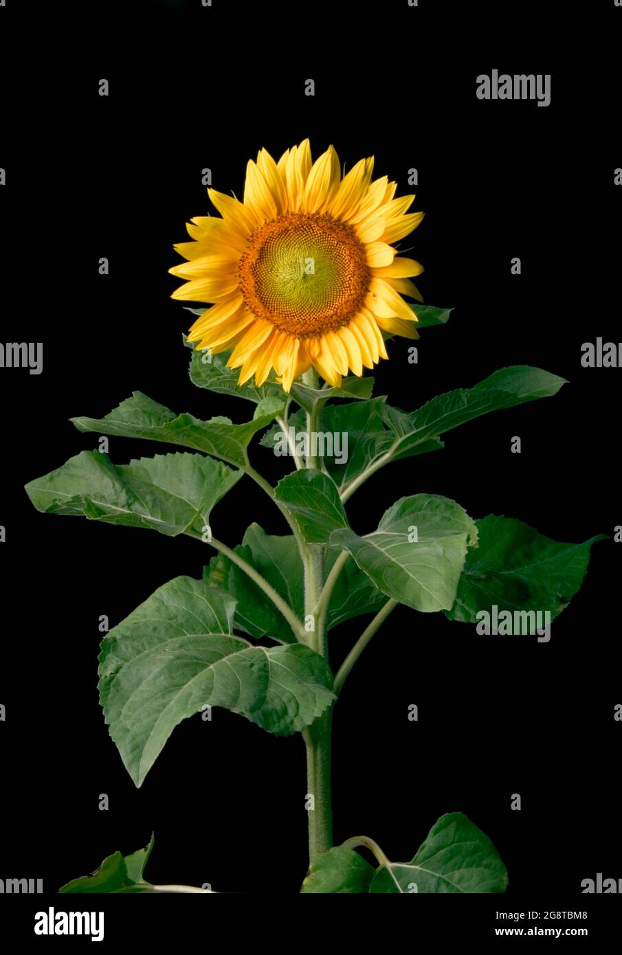 common sunflower (Helianthus annuus), blooming Stock Photo - Alamy