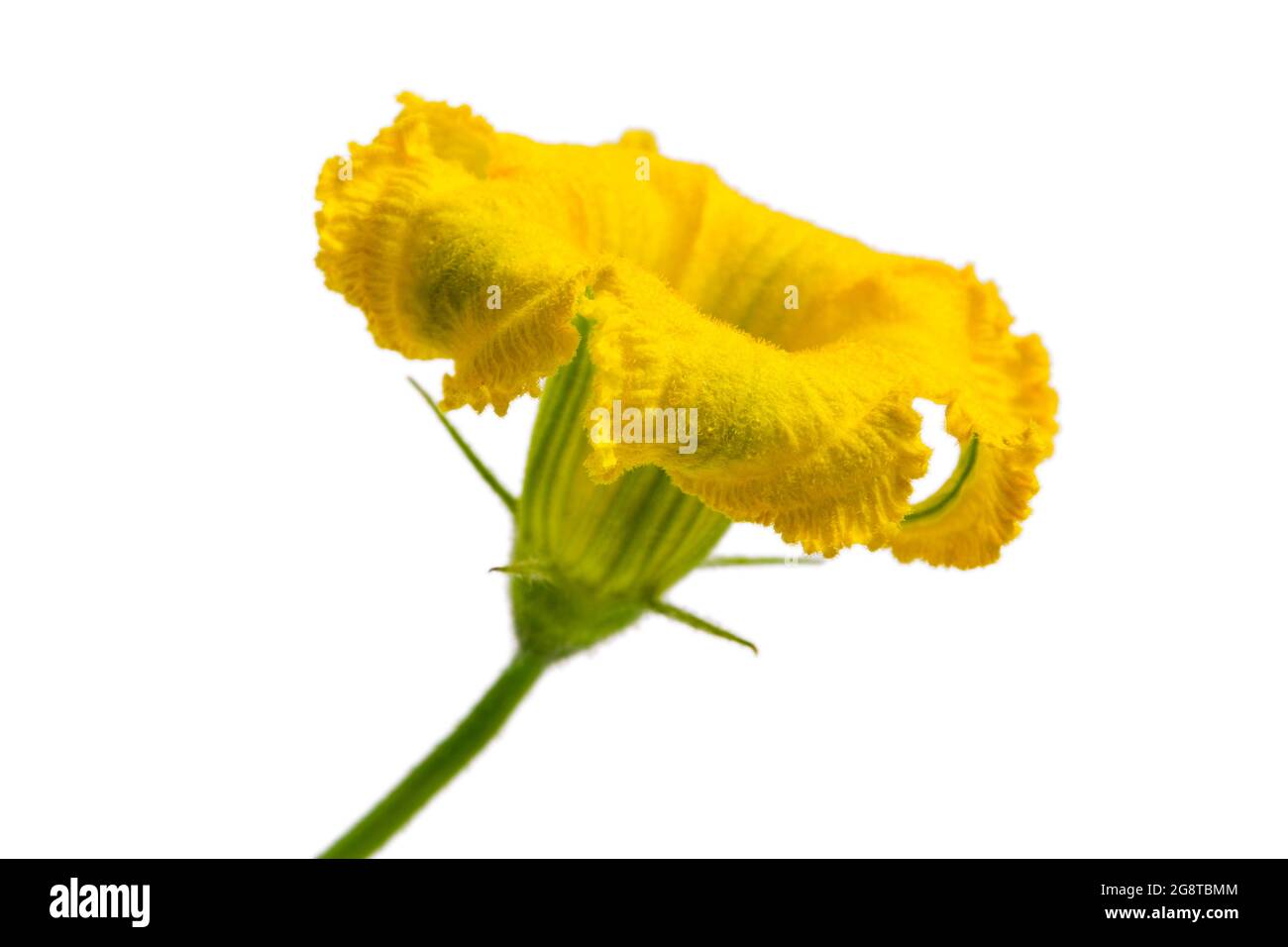 marrow, field pumpkin (Cucurbita pepo), pumpkim flower Stock Photo - Alamy