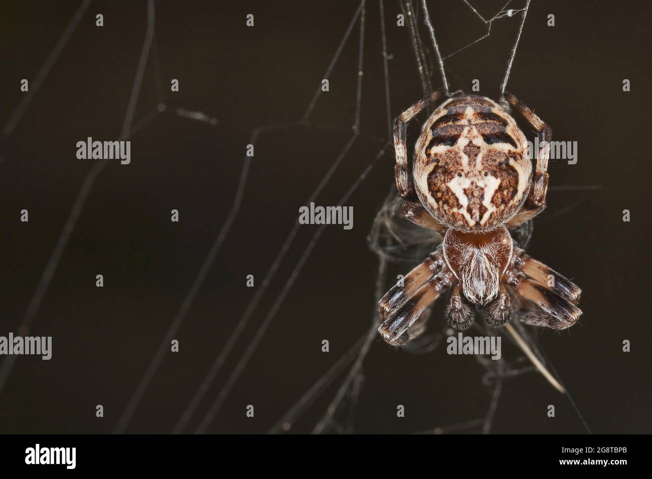 Furrow spider, Furrow Orbweaver Spider (Larinioides cornutus, Araneus ...