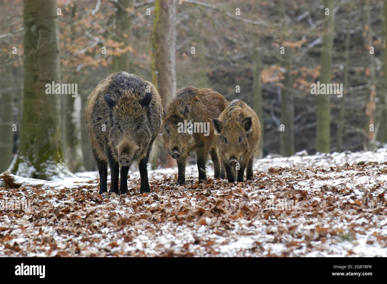 wild boar, pig, wild boar (Sus scrofa), three wild boars in the forest ...