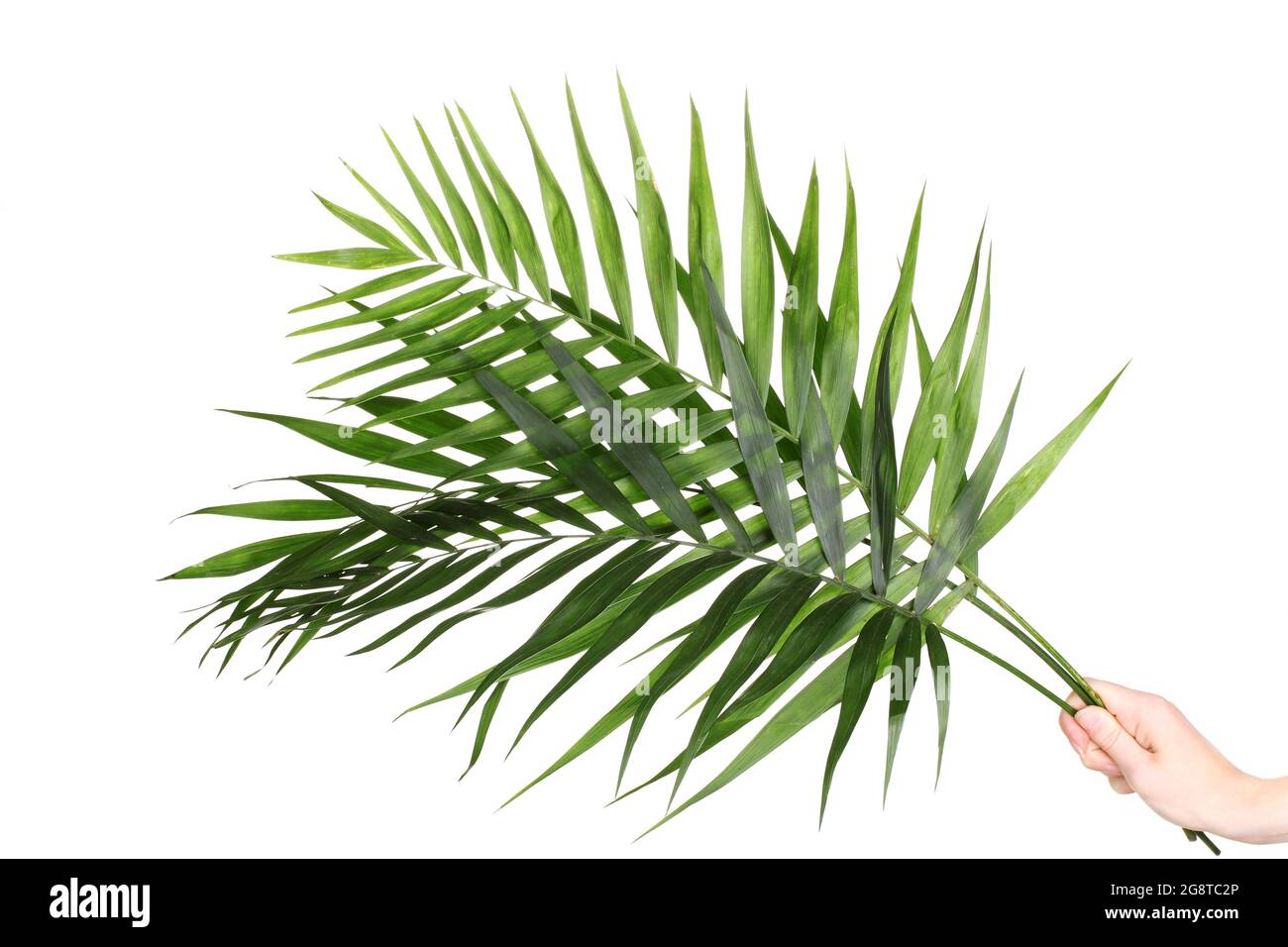 Beautiful palm leaves isolated on white Stock Photo - Alamy