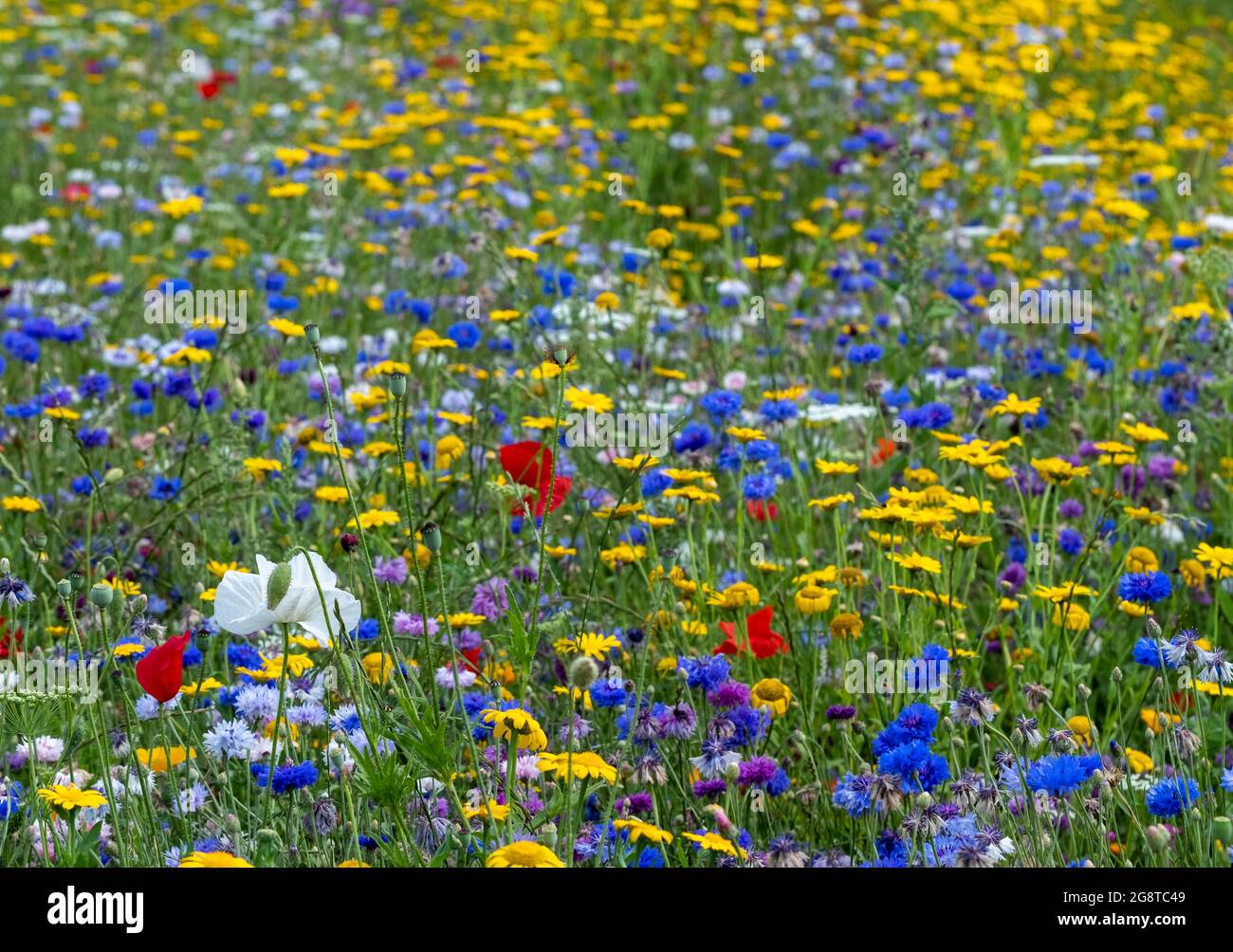 Variety of colourful wild flowers including yellow corn marigold and ...