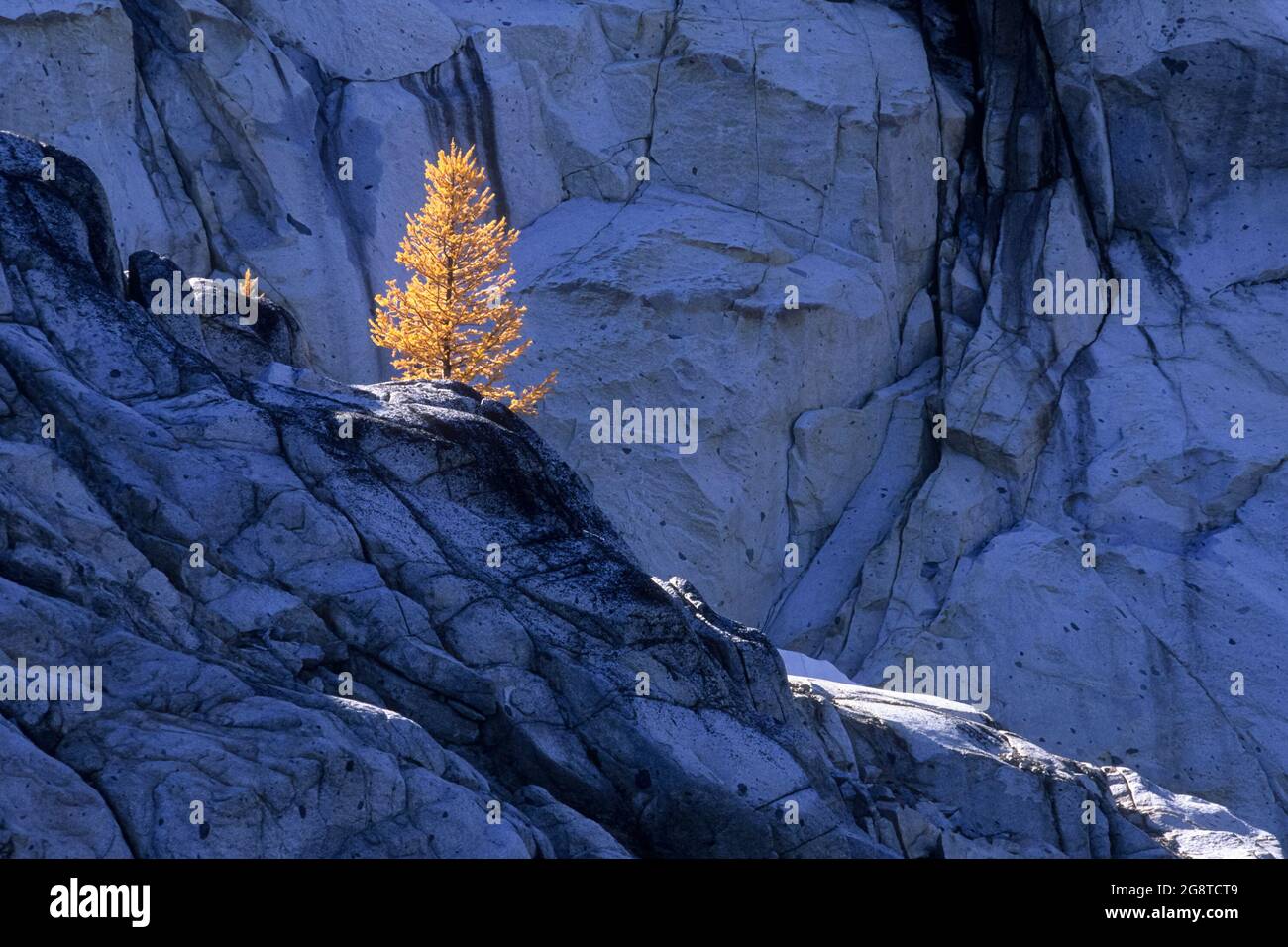 Sub-alpine larch, spotlighted by sunshine on granite wall, Alpine Lakes ...