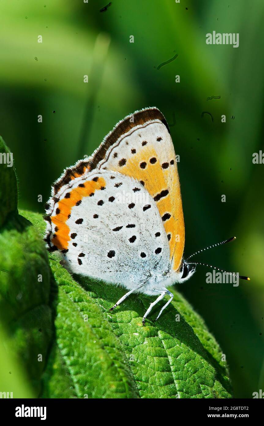 Bronze Copper Butterfly High Resolution Stock Photography and Images ...