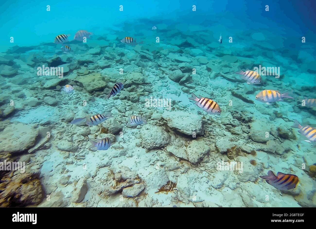 Snorkeling in the Virgin Islands background, tropical fish vector Stock ...