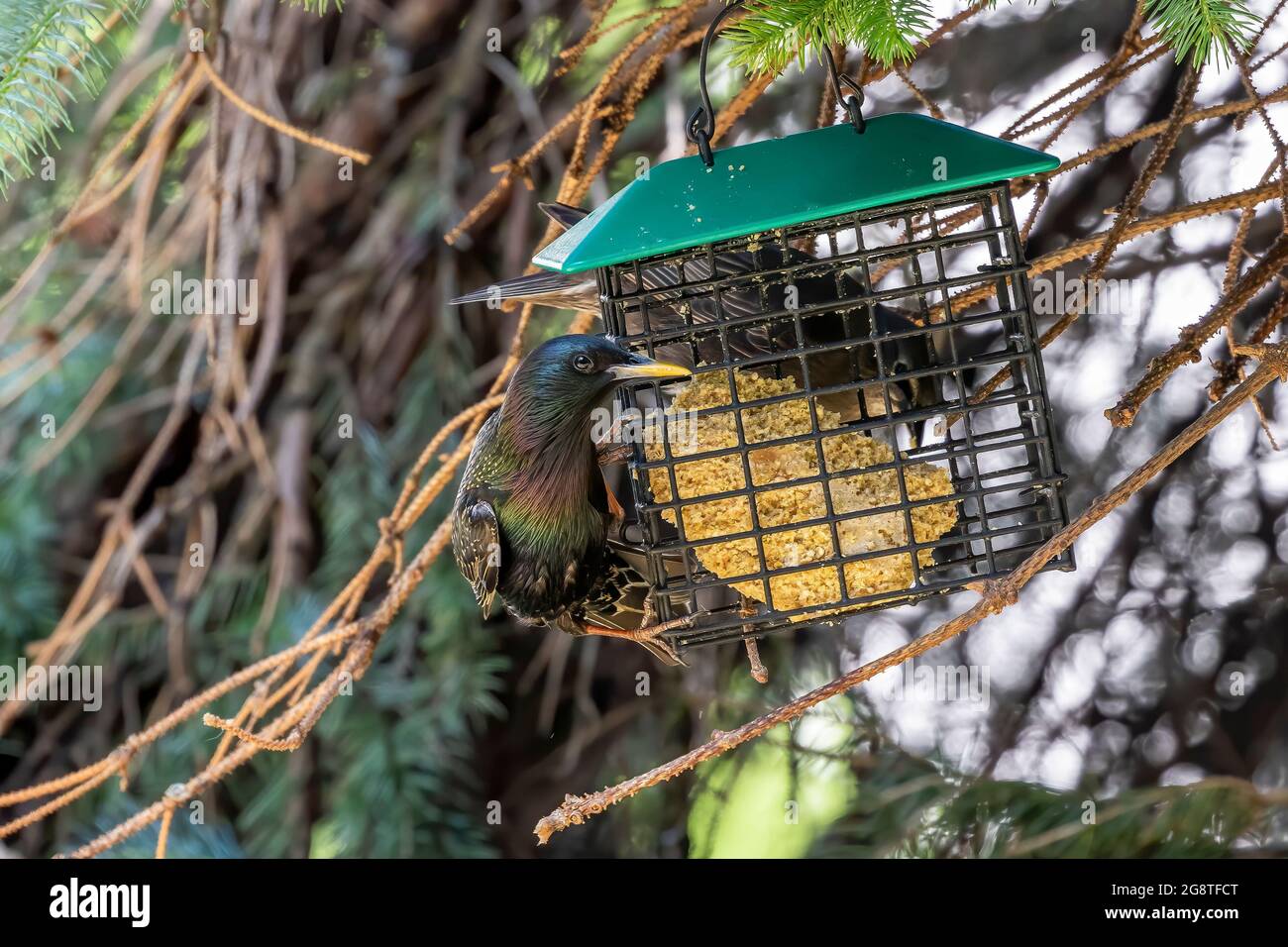 The European starling on a feeder Stock Photo - Alamy