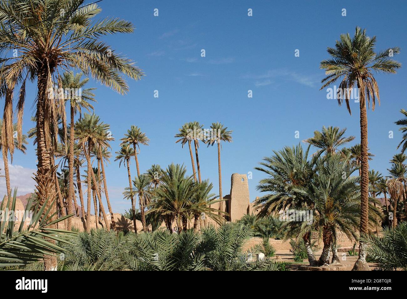 Palm grove of Figuig in south-eastern Morocco Stock Photo - Alamy