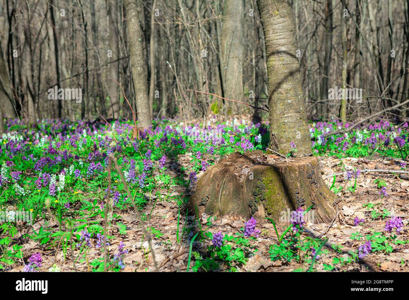 Flowers growing around the tree stump . Spring Wildflowers in the ...