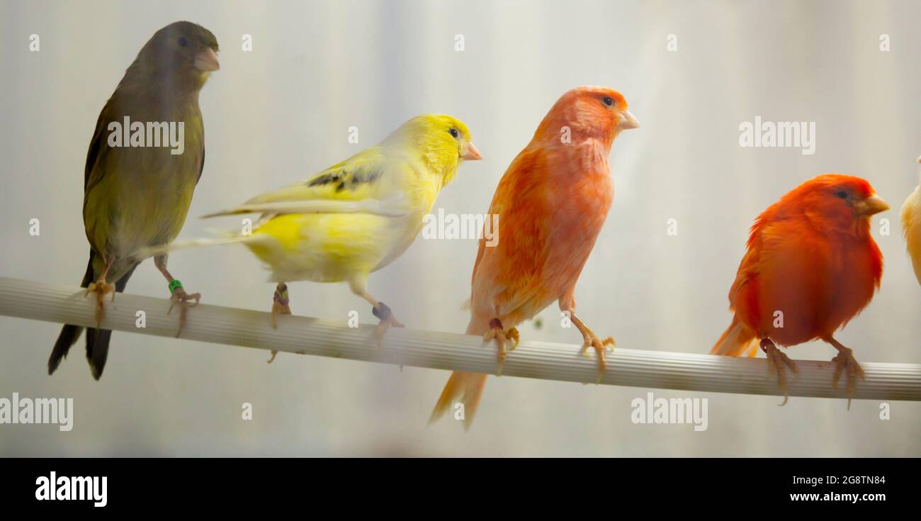 Four canary birds sitting in branch Stock Photo - Alamy