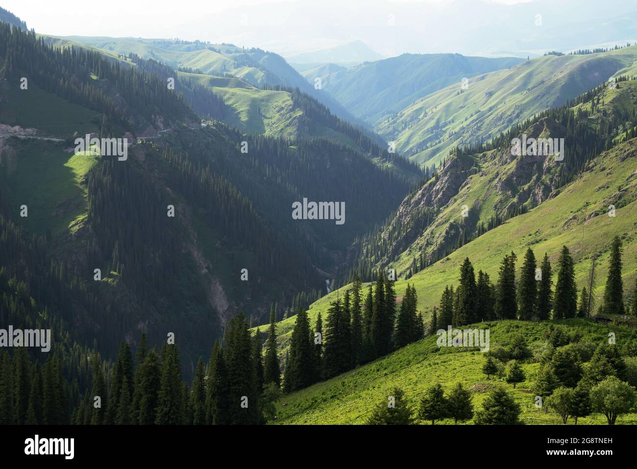 Xinjiang forest hi-res stock photography and images - Alamy