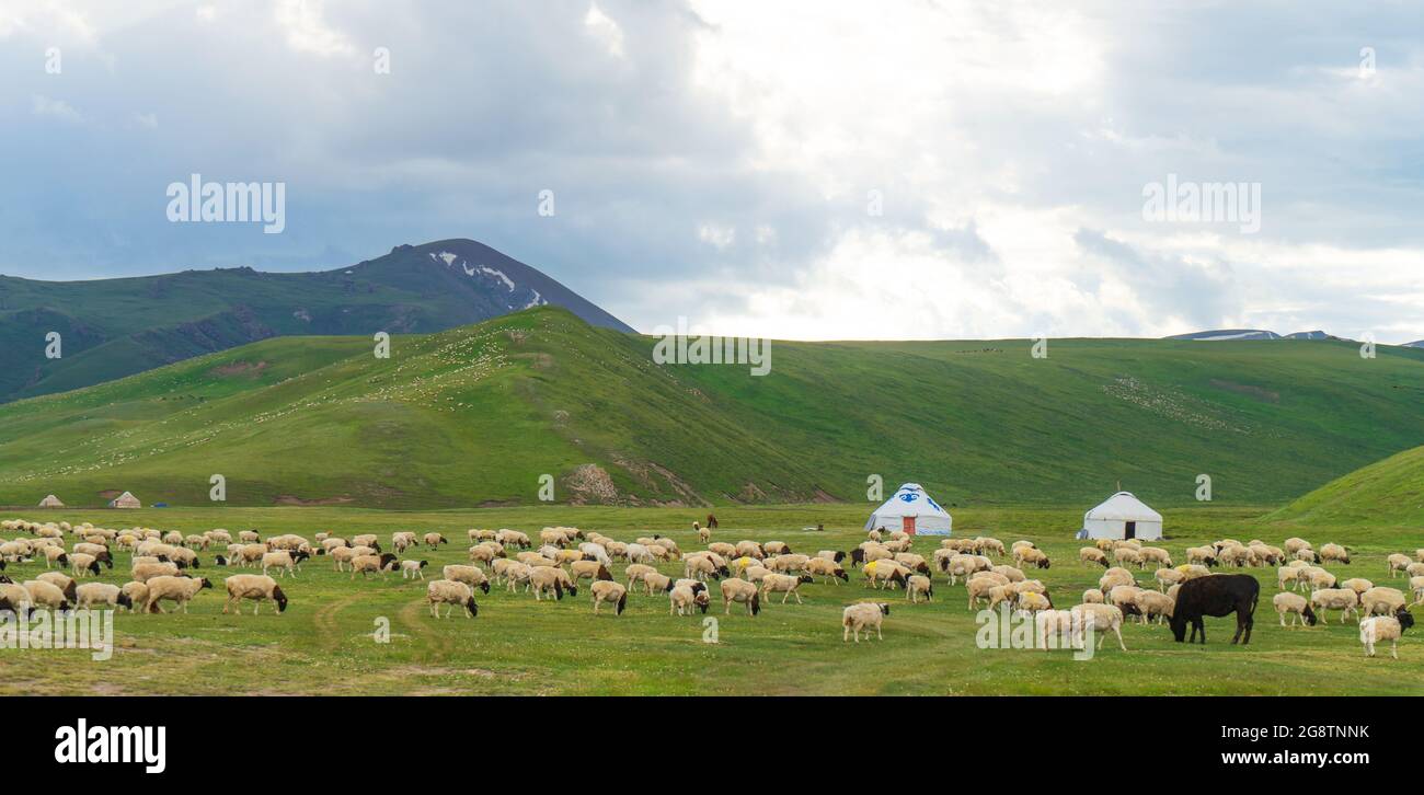 Pictures of sheep in the meadow. Shot in xinjiang, China Stock Photo ...