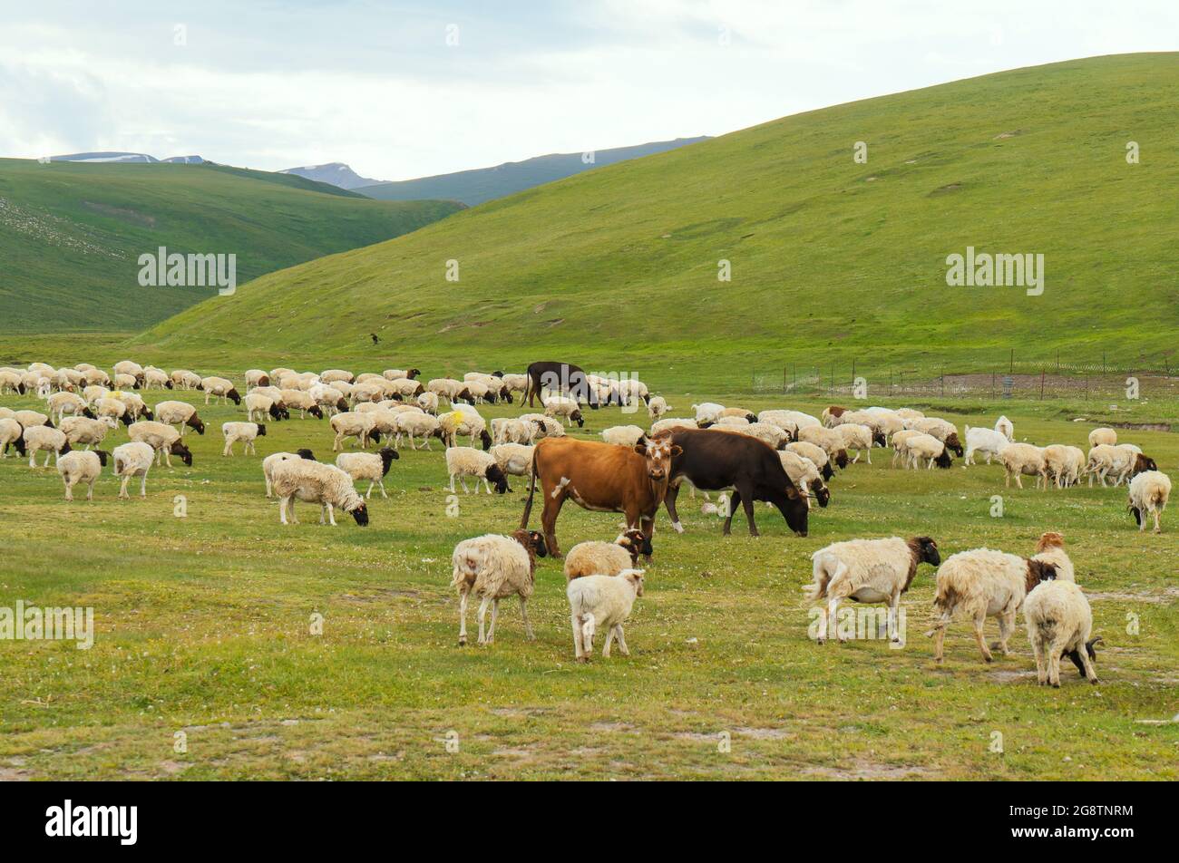Pictures of sheep in the meadow. Shot in xinjiang, China Stock Photo ...