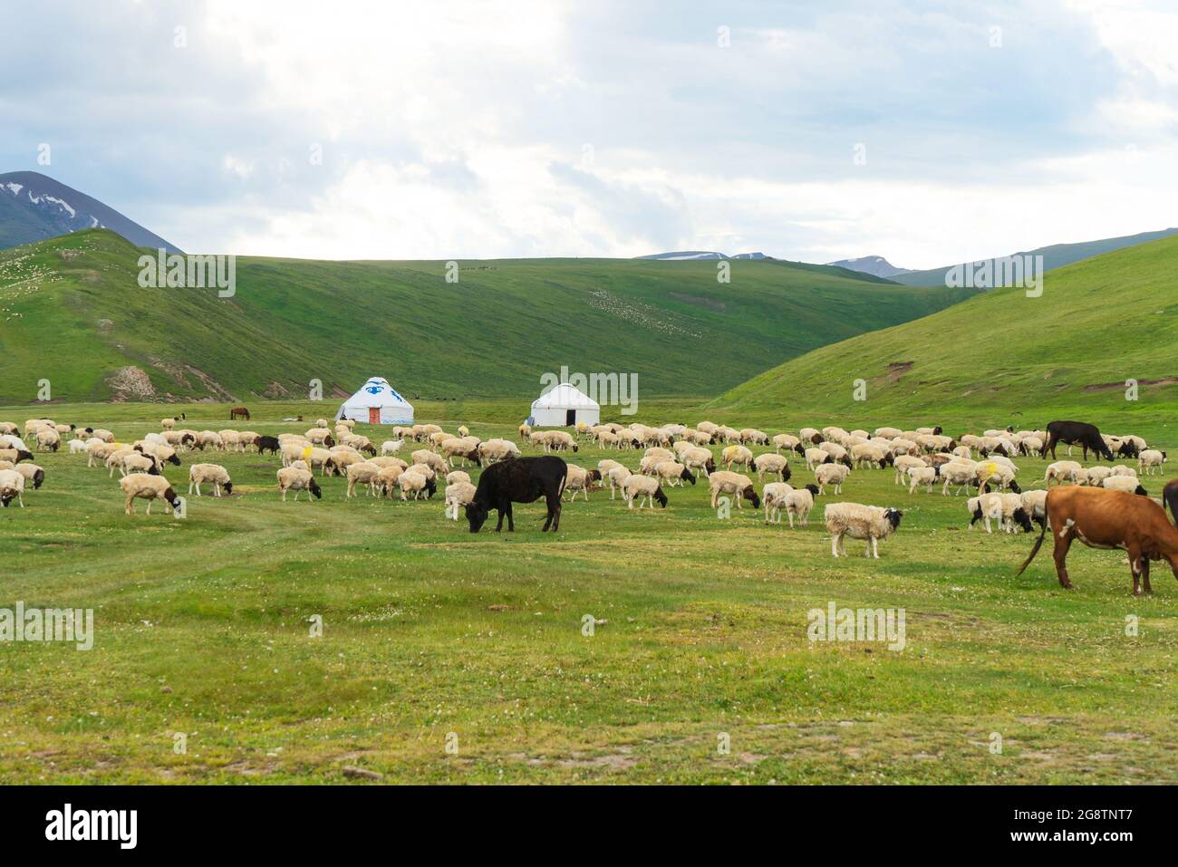 Pictures of sheep hi-res stock photography and images - Alamy