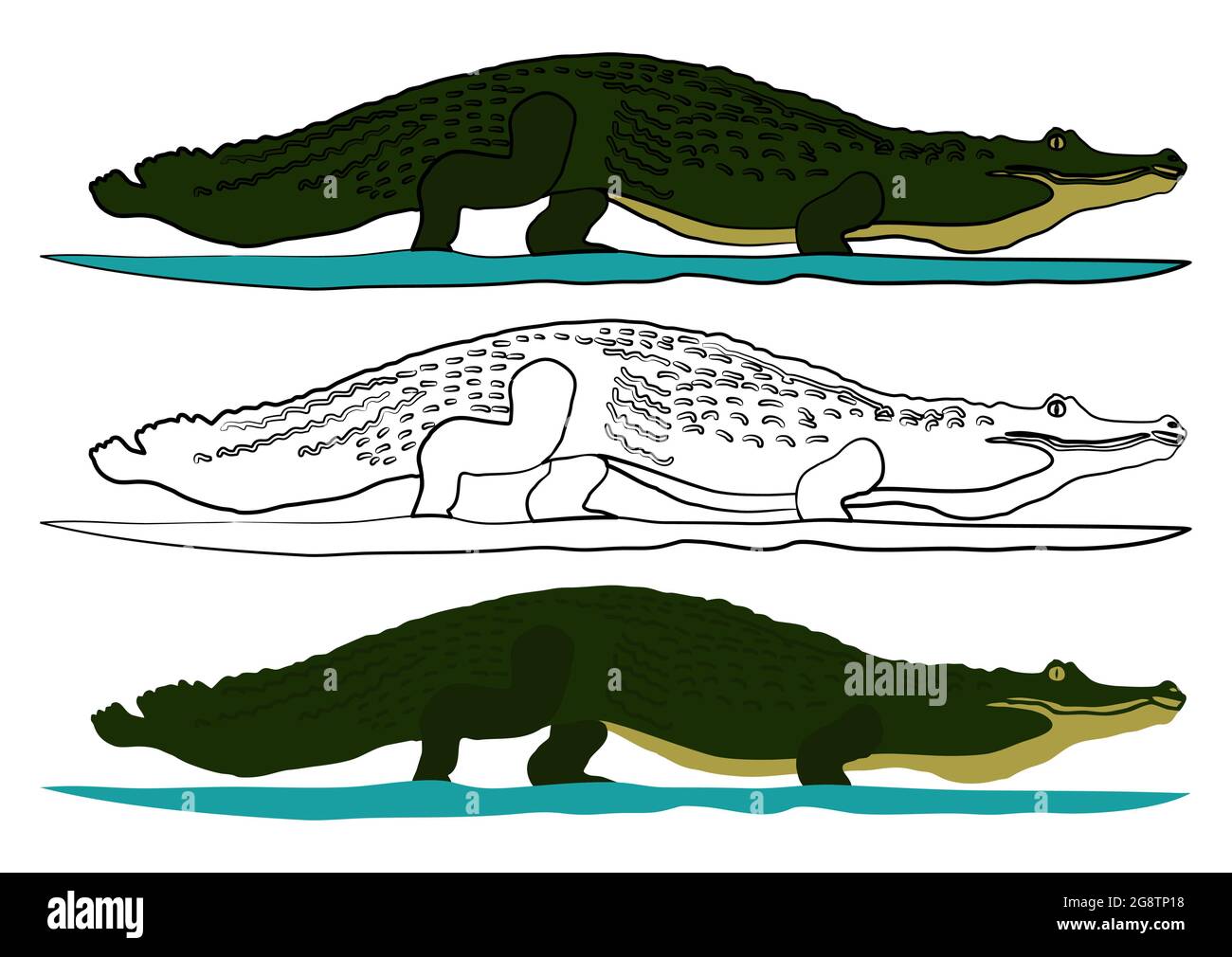 Alligator front view Stock Vector Images - Alamy