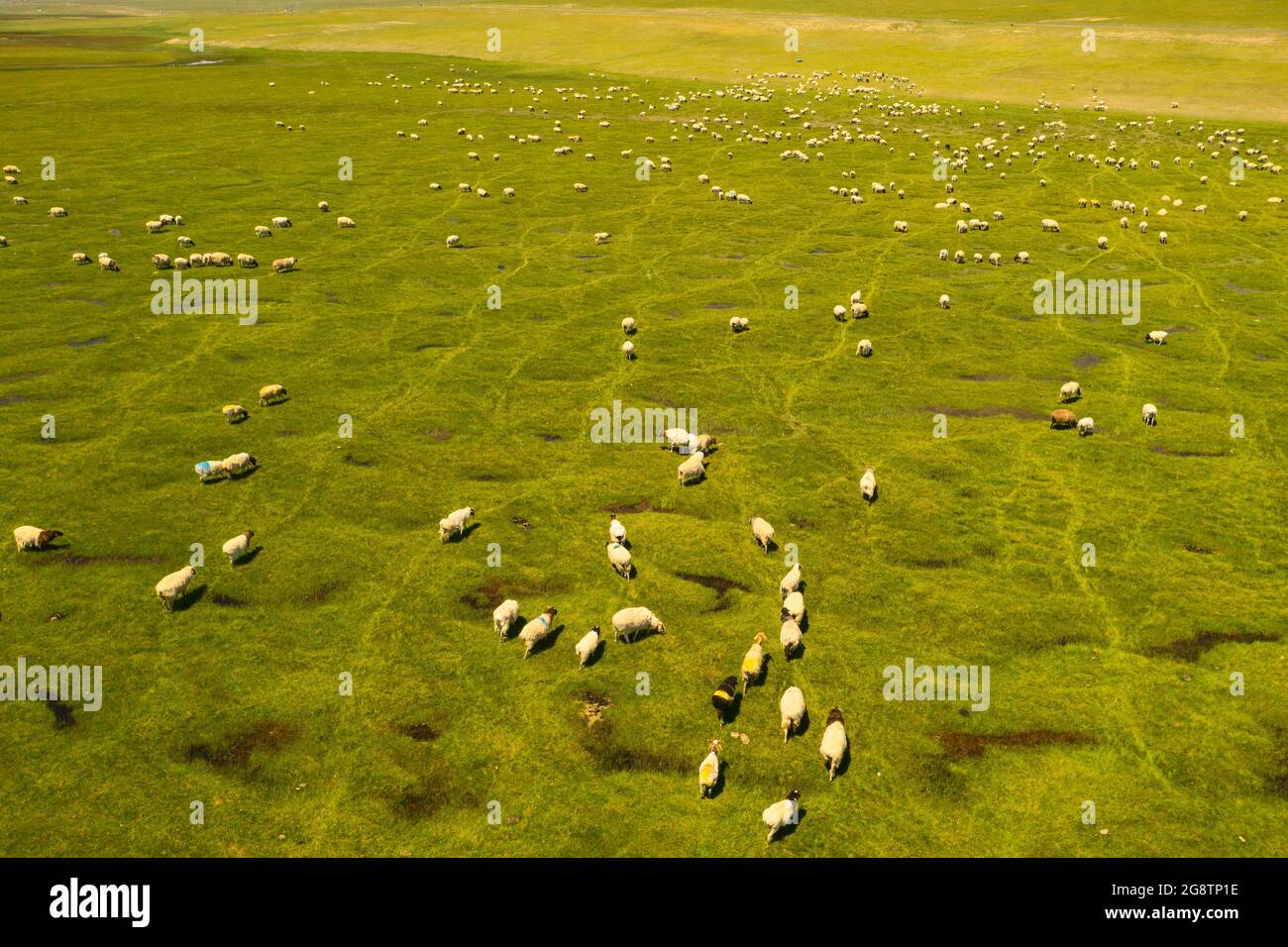 Black head persian sheep hi-res stock photography and images - Alamy
