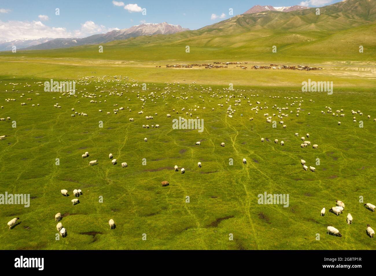Black head persian sheep hi-res stock photography and images - Alamy