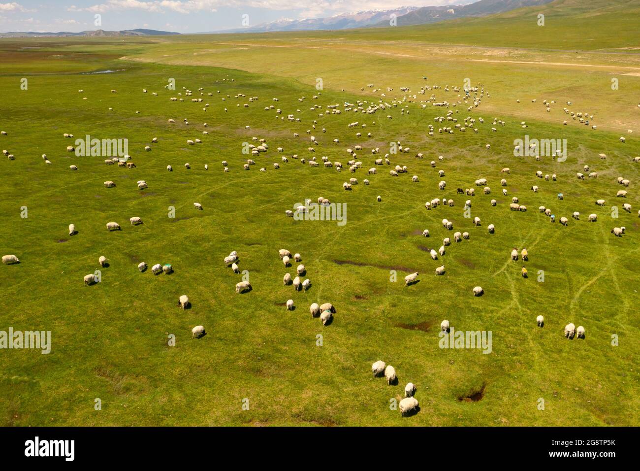 Black head persian sheep hi-res stock photography and images - Alamy
