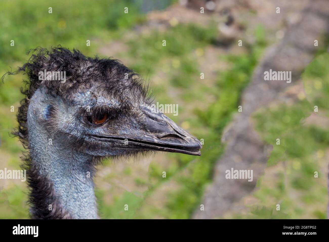 Close up of portrait of blue emu on nature background Stock Photo - Alamy
