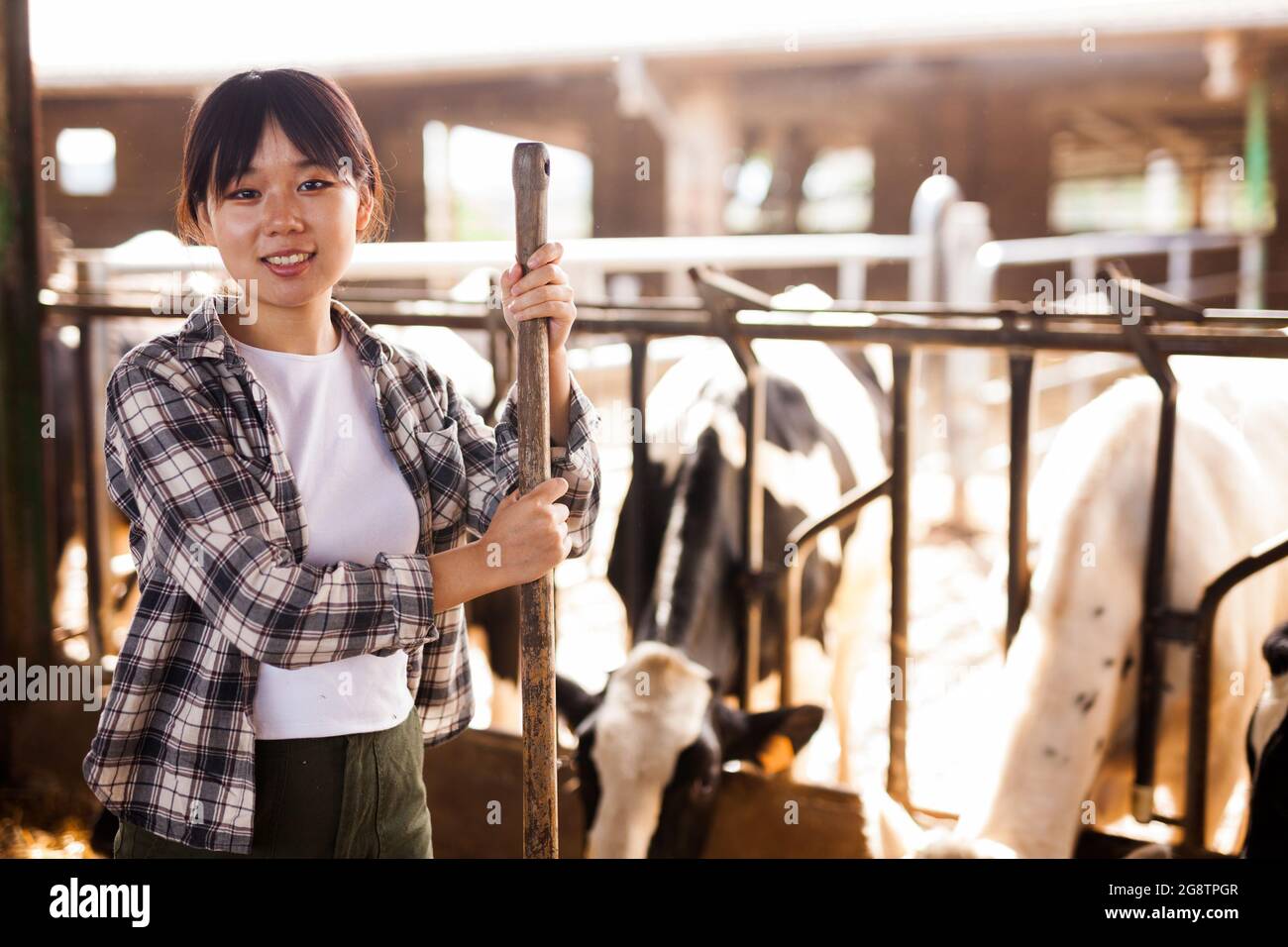 Female farmer who is feeding beasts at the cow farm Stock Photo - Alamy