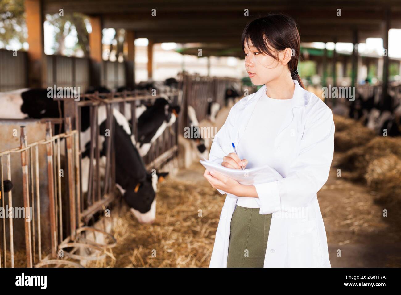 Professional female vet standing near calves barn in livestock farm ...