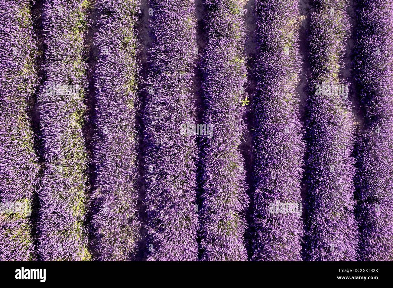 Lavender manor on a sunny day. Shot in xinjiang, China Stock Photo - Alamy